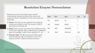 Restriction Enzymes and Their Types.pptx | Chemistry | Science