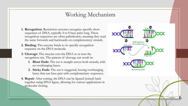 Restriction Enzymes and Their Types.pptx | Chemistry | Science