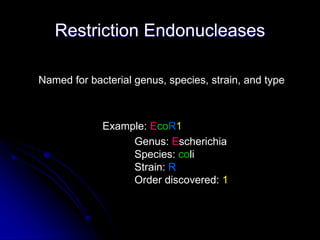 Restriction enzymes | PPTX | Genetics | Science