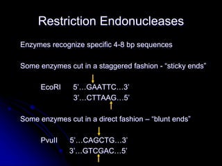 Restriction enzymes | PPTX | Genetics | Science