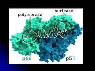 Restriction enzymes | PPTX | Genetics | Science
