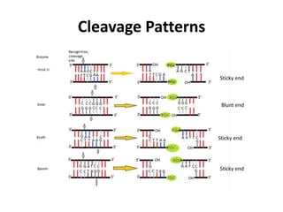 Restriction enzymes and their categories | PPTX