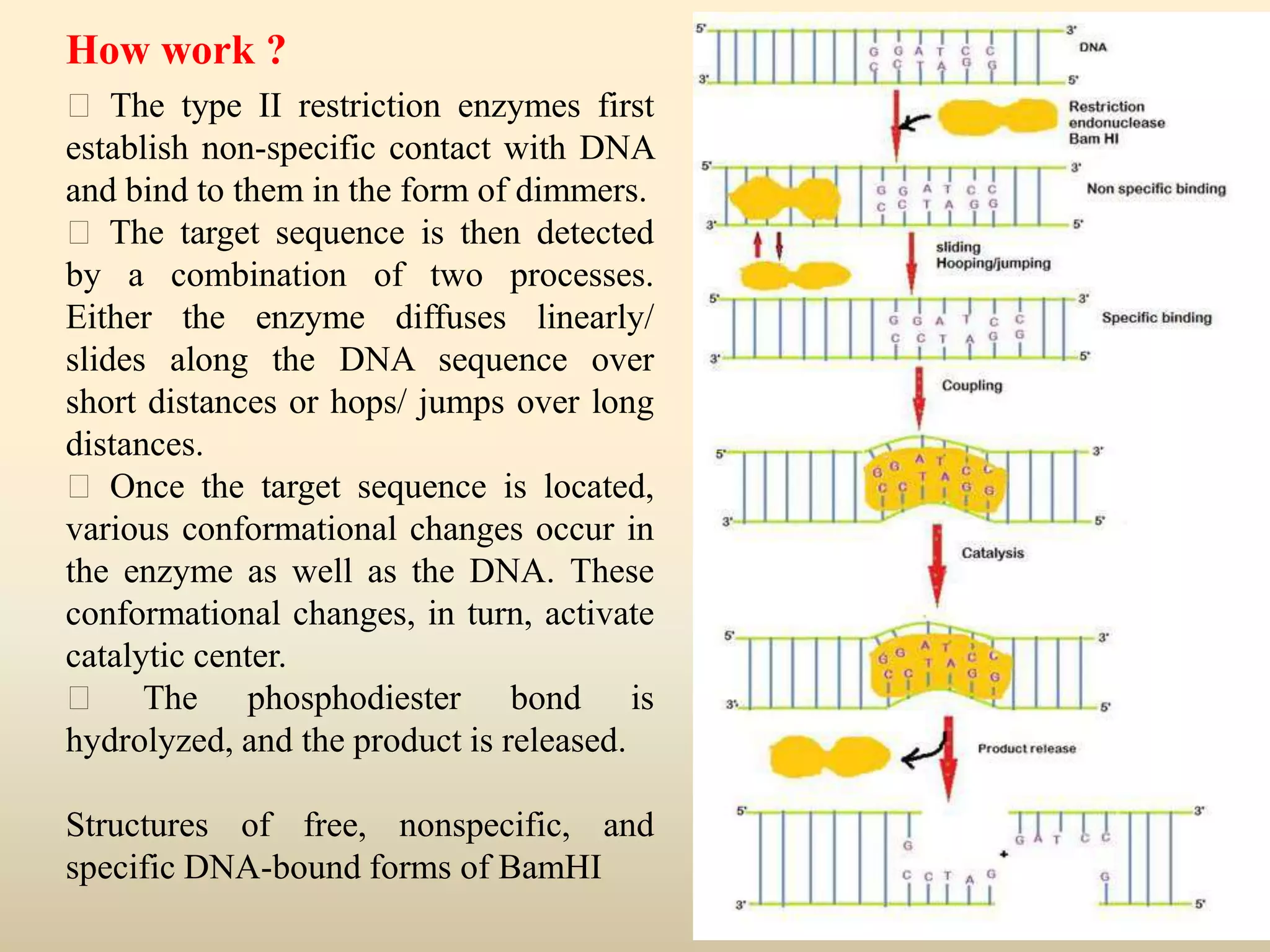 Restriction enzymes by devendra kumar | PPTX