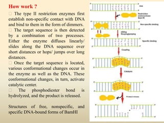 Restriction enzymes by devendra kumar | PPTX