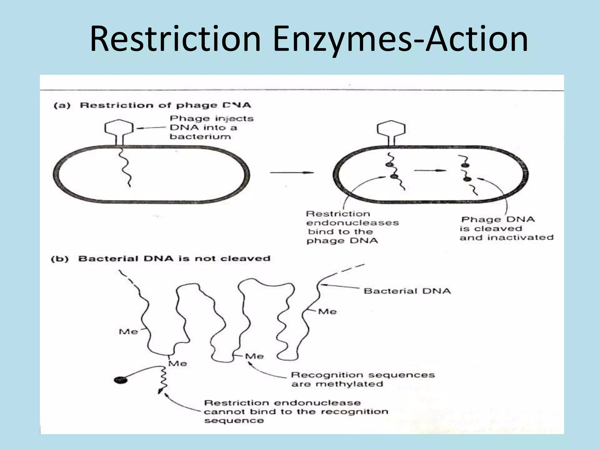 Restriction Endonuclease (Cutting of DNA) | PPTX | Chemistry | Science