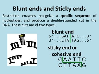 Restriction Endonuclease (Cutting of DNA) | PPTX