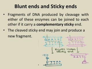 Restriction Endonuclease (Cutting of DNA) | PPTX