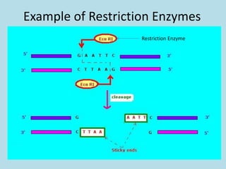 Restriction Endonuclease (Cutting of DNA) | PPTX