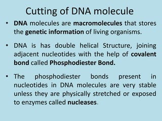 Restriction Endonuclease (Cutting of DNA) | PPTX