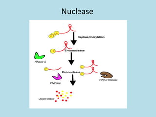 Restriction Endonuclease (Cutting of DNA) | PPTX