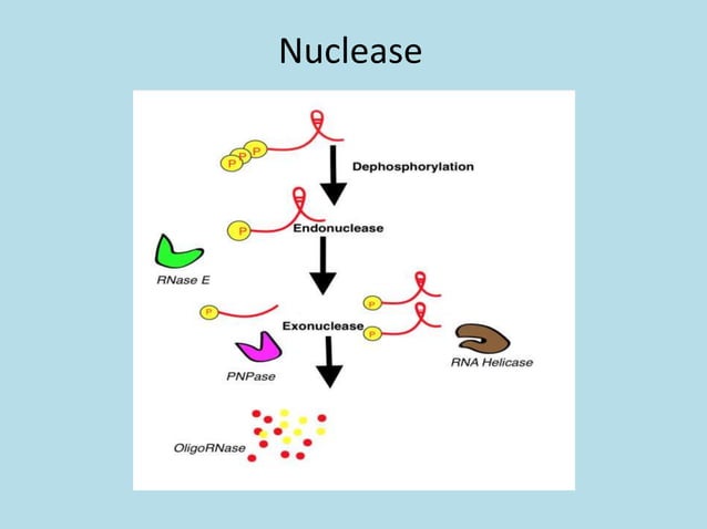 Restriction Endonuclease (Cutting of DNA) | PPTX | Chemistry | Science
