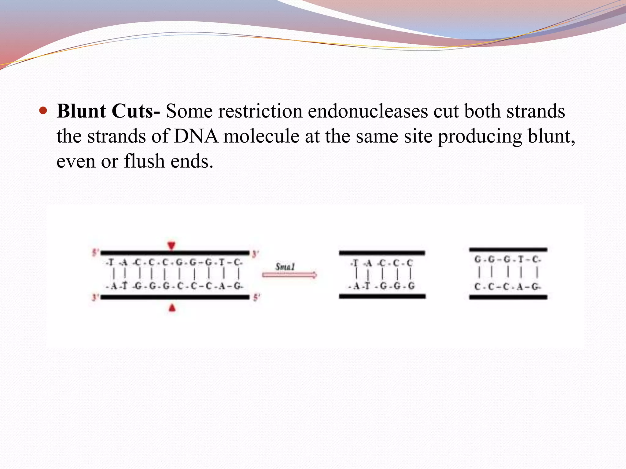Restriction Endonuclease: The Molecular Scissor of DNA - By RIKI NATH ...