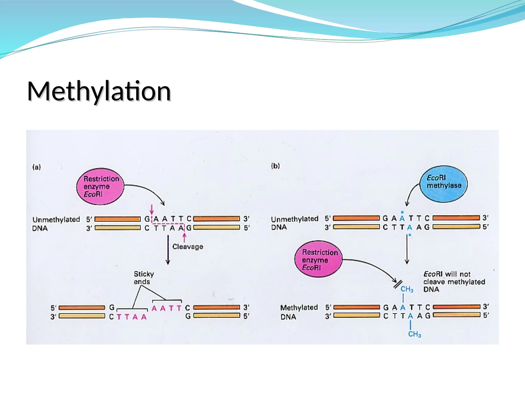 Restriction Enzymes types and uses PPT.ppt