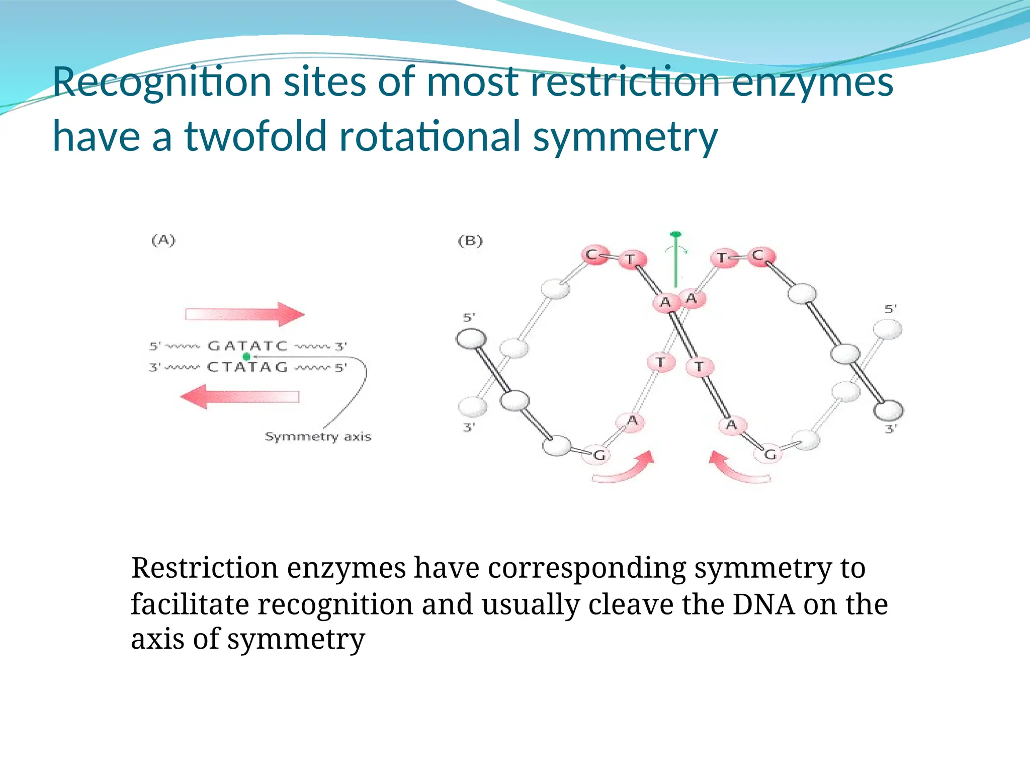 Restriction Enzymes types and uses PPT.ppt