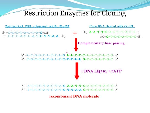 Restriction Enzymes types and uses PPT.ppt