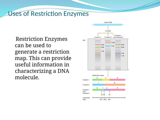 Restriction Enzymes types and uses PPT.ppt