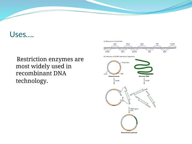 Restriction Enzymes types and uses PPT.ppt