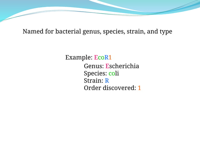 Restriction Enzymes types and uses PPT.ppt