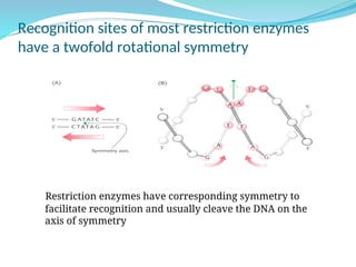 Restriction Enzymes types and uses PPT.ppt