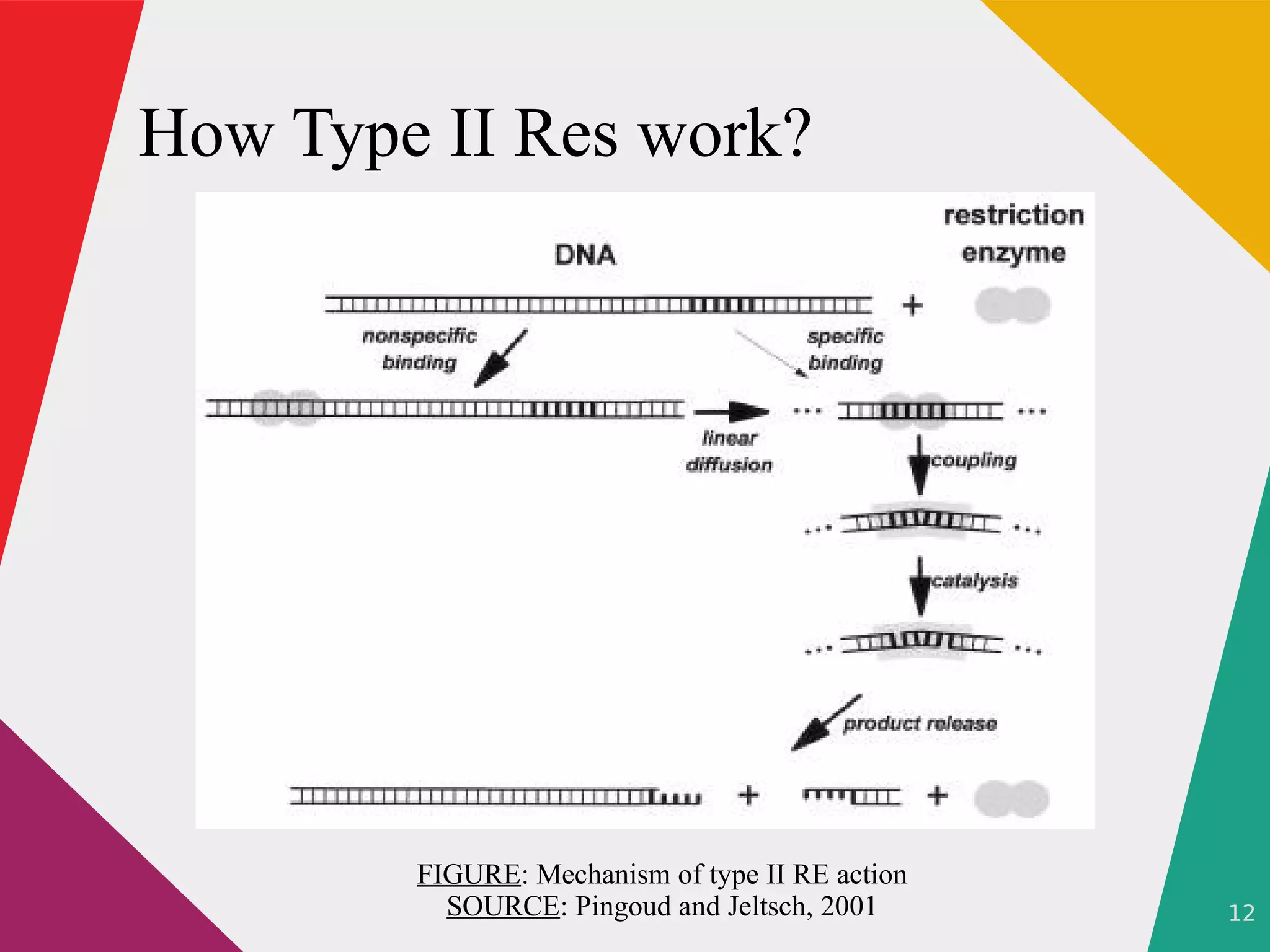 Restriction enzymes and their types | PDF
