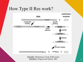 Restriction enzymes and their types | PDF