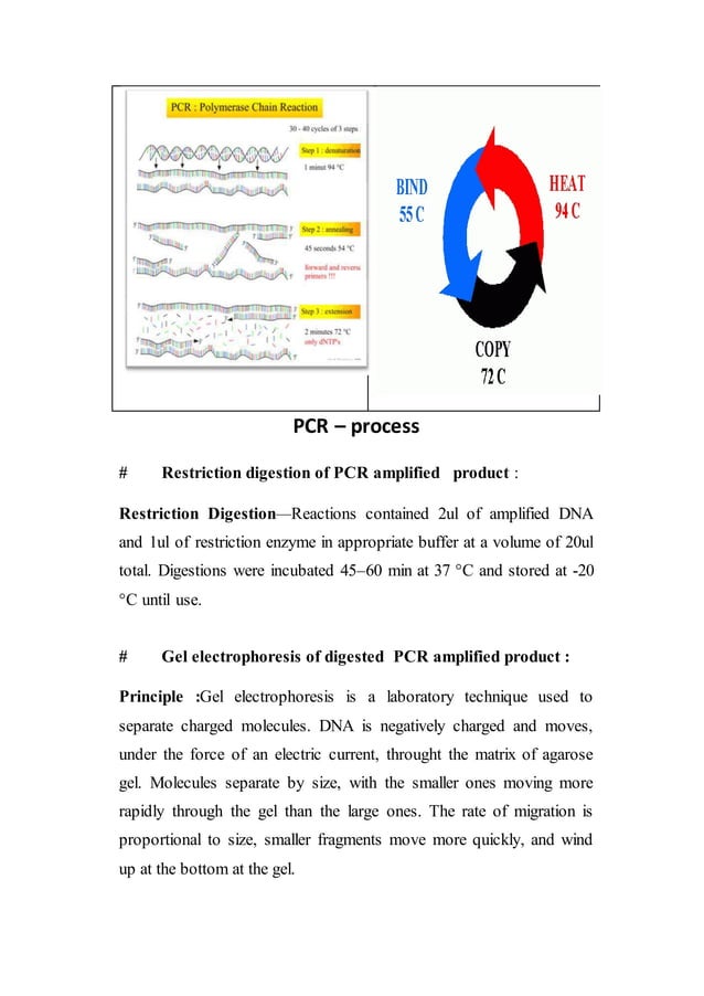 Dna Extraction And Pcr Protocol Docx Chemistry Science