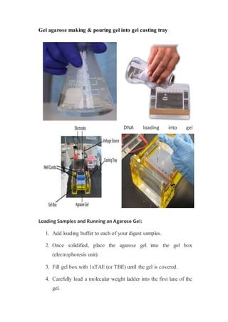DNA Extraction & PCR protocol | DOCX | Chemistry | Science