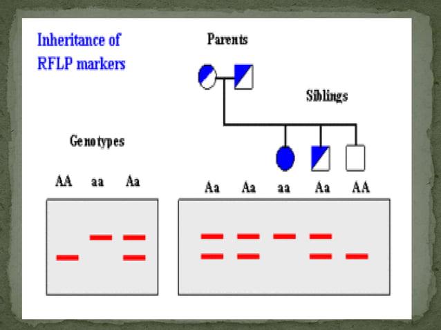 Restriction fragment length polymorphism | PPTX | Genetics | Science