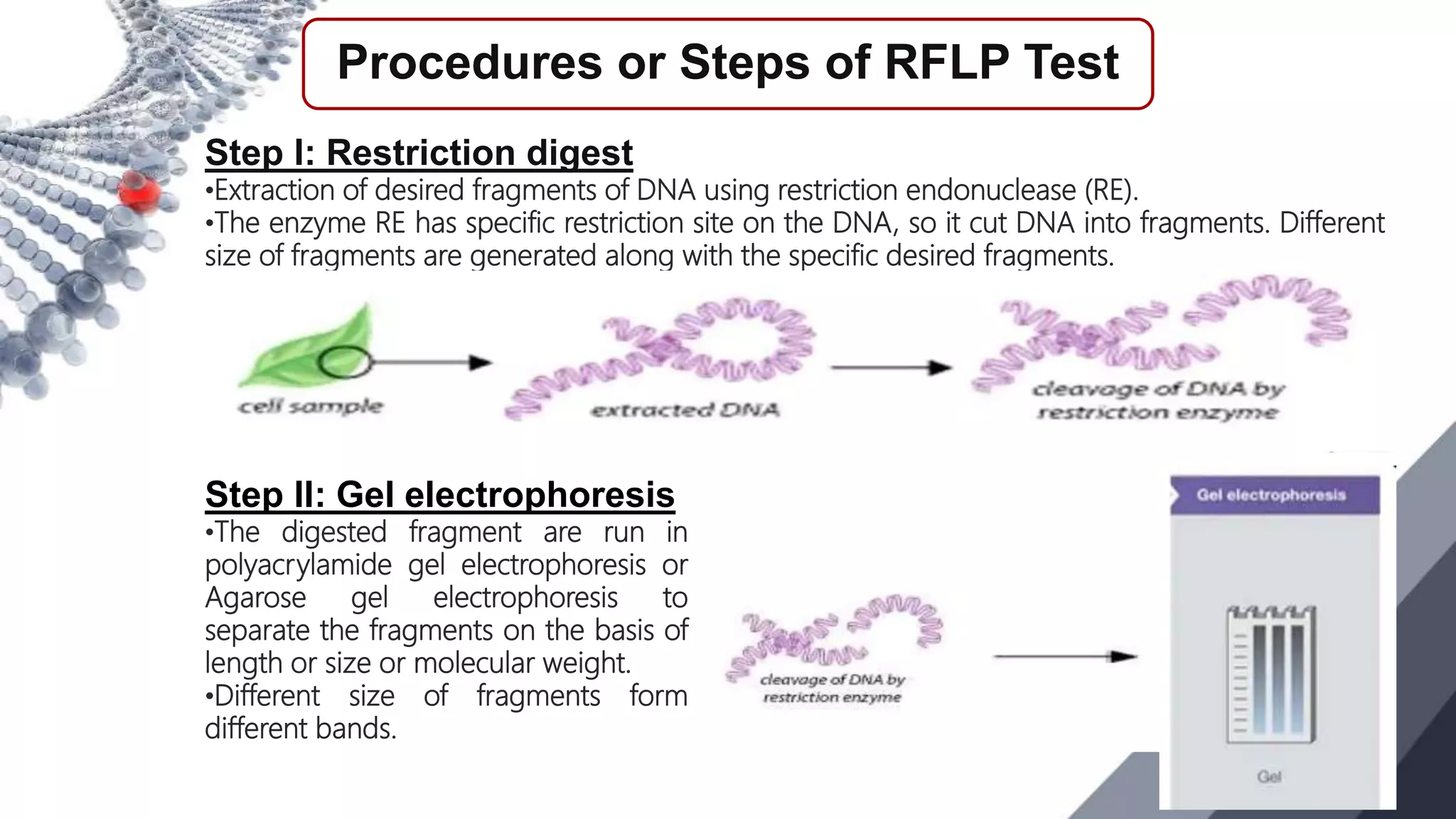 Restriction fragment length polymorphism | PPTX