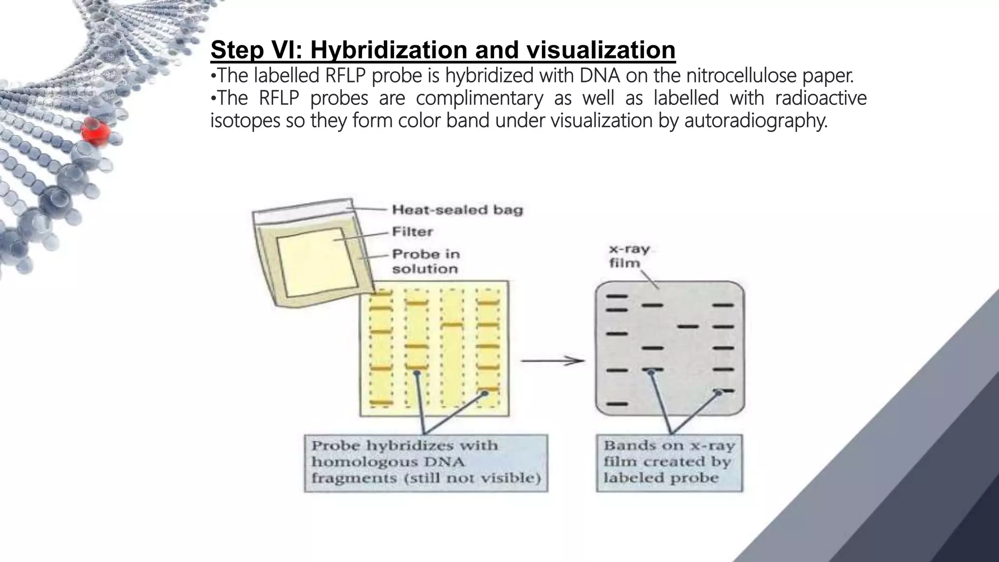 Restriction fragment length polymorphism | PPTX