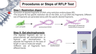 Restriction fragment length polymorphism | PPTX