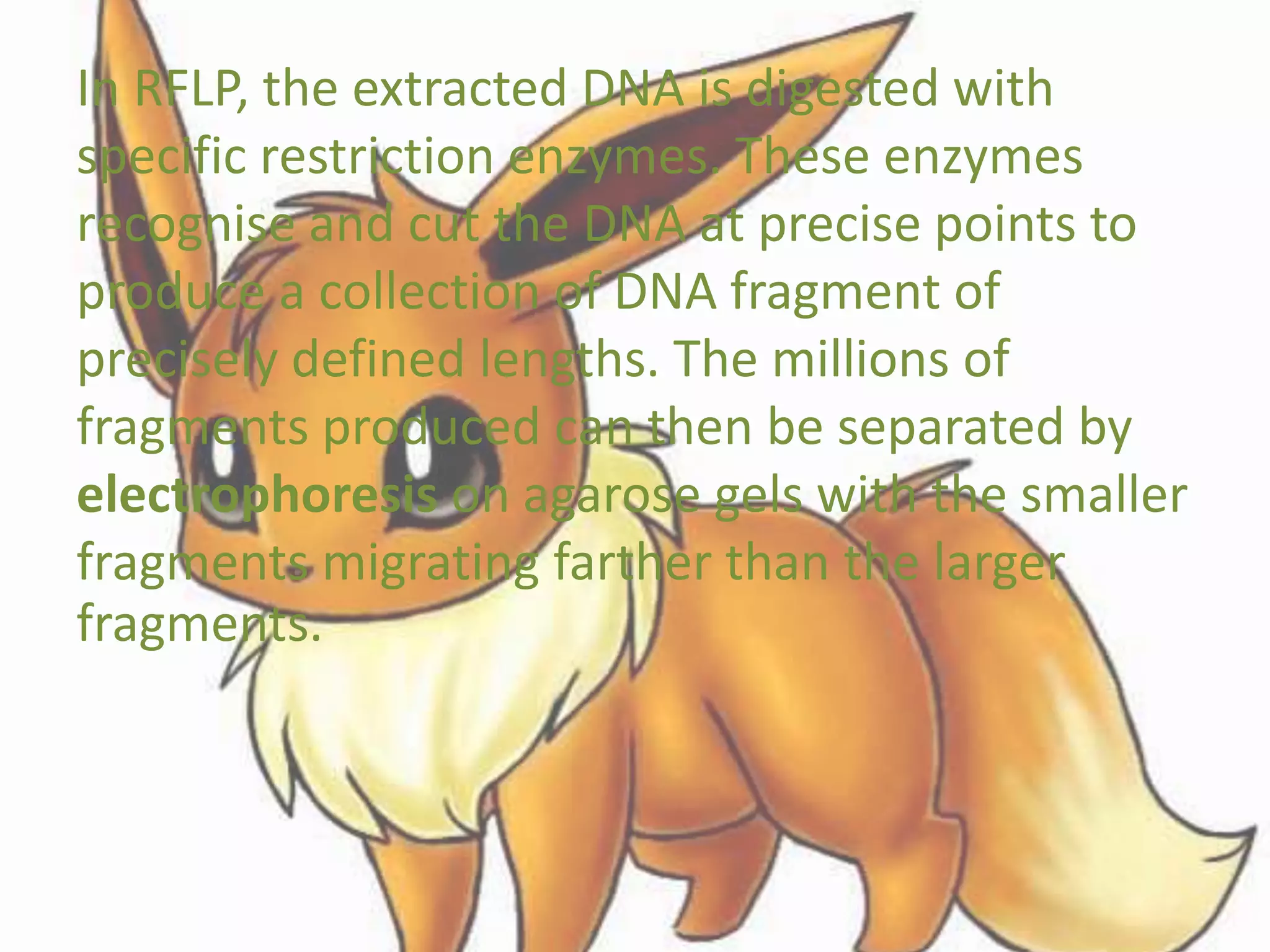 Restriction fragment length polymorphism (rflp) | PPTX