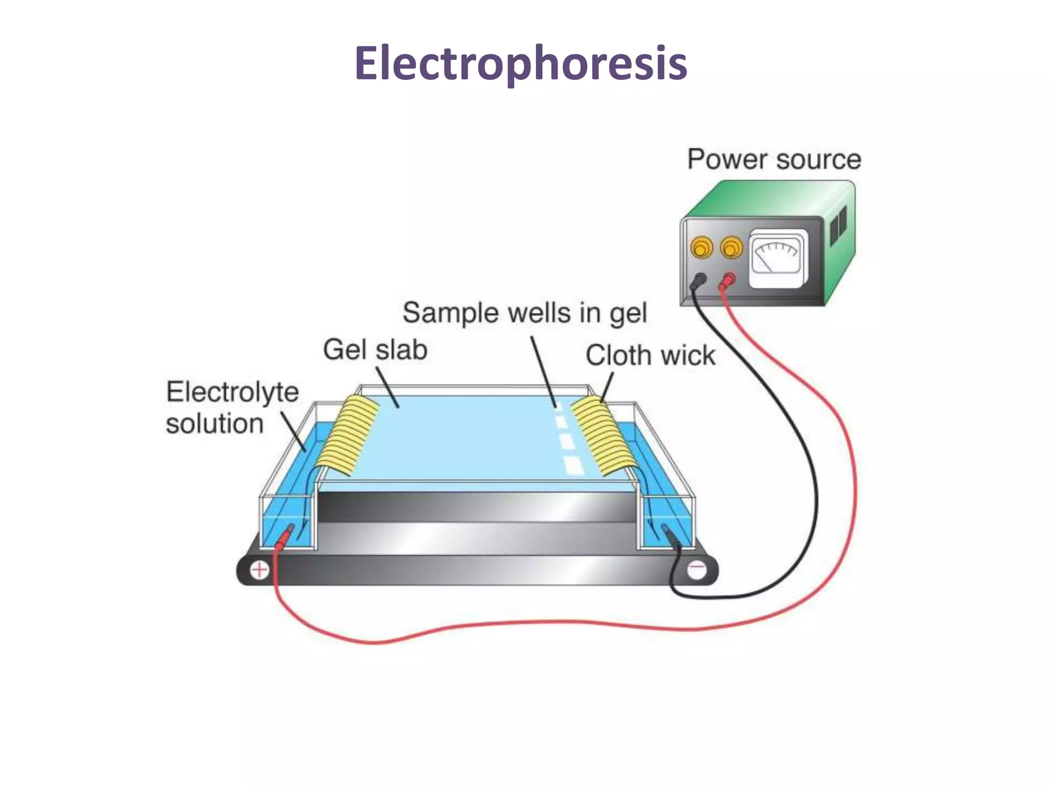 Restriction Fragment Length Polymorphism Rflp Ppt