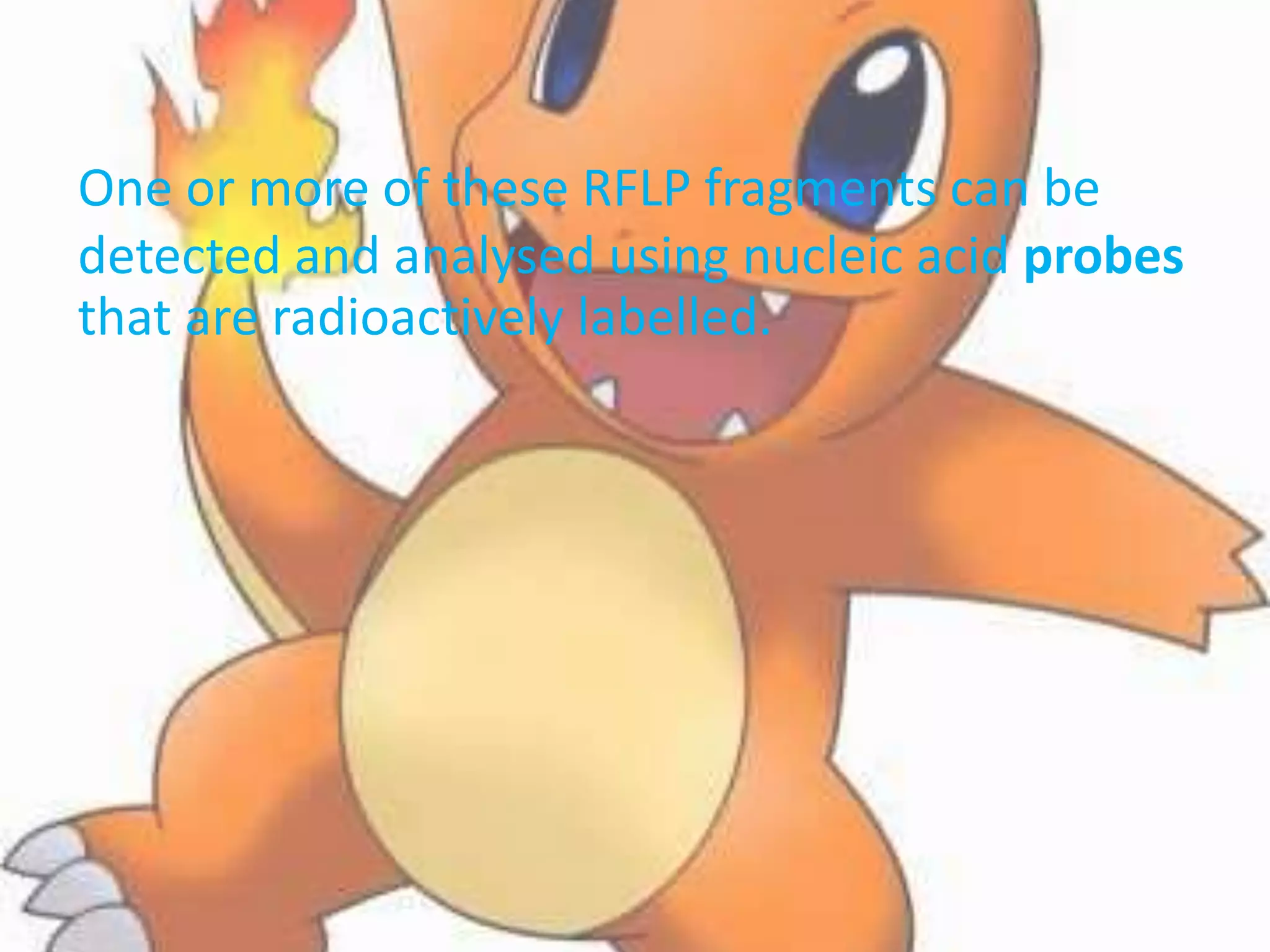 Restriction Fragment Length Polymorphism Rflp Ppt