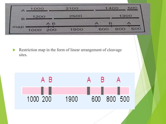 Restriction Mapping Pptx Chemistry Science