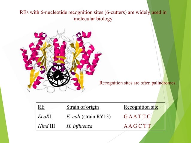 Restriction Mapping Pptx Chemistry Science