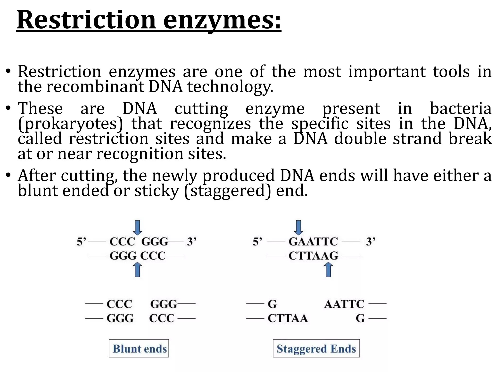 Restriction Mapping | PDF