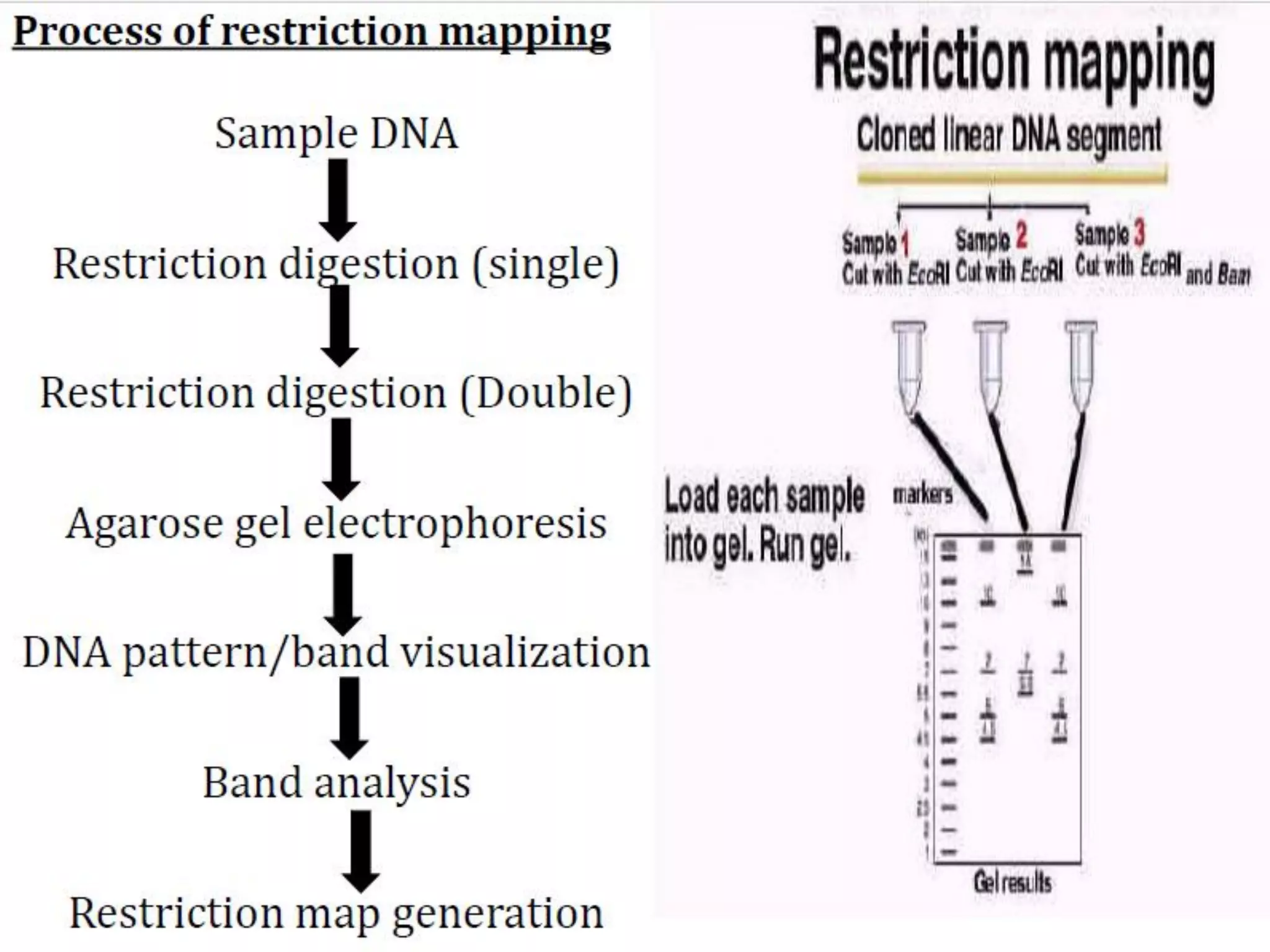 Restriction Mapping | PDF