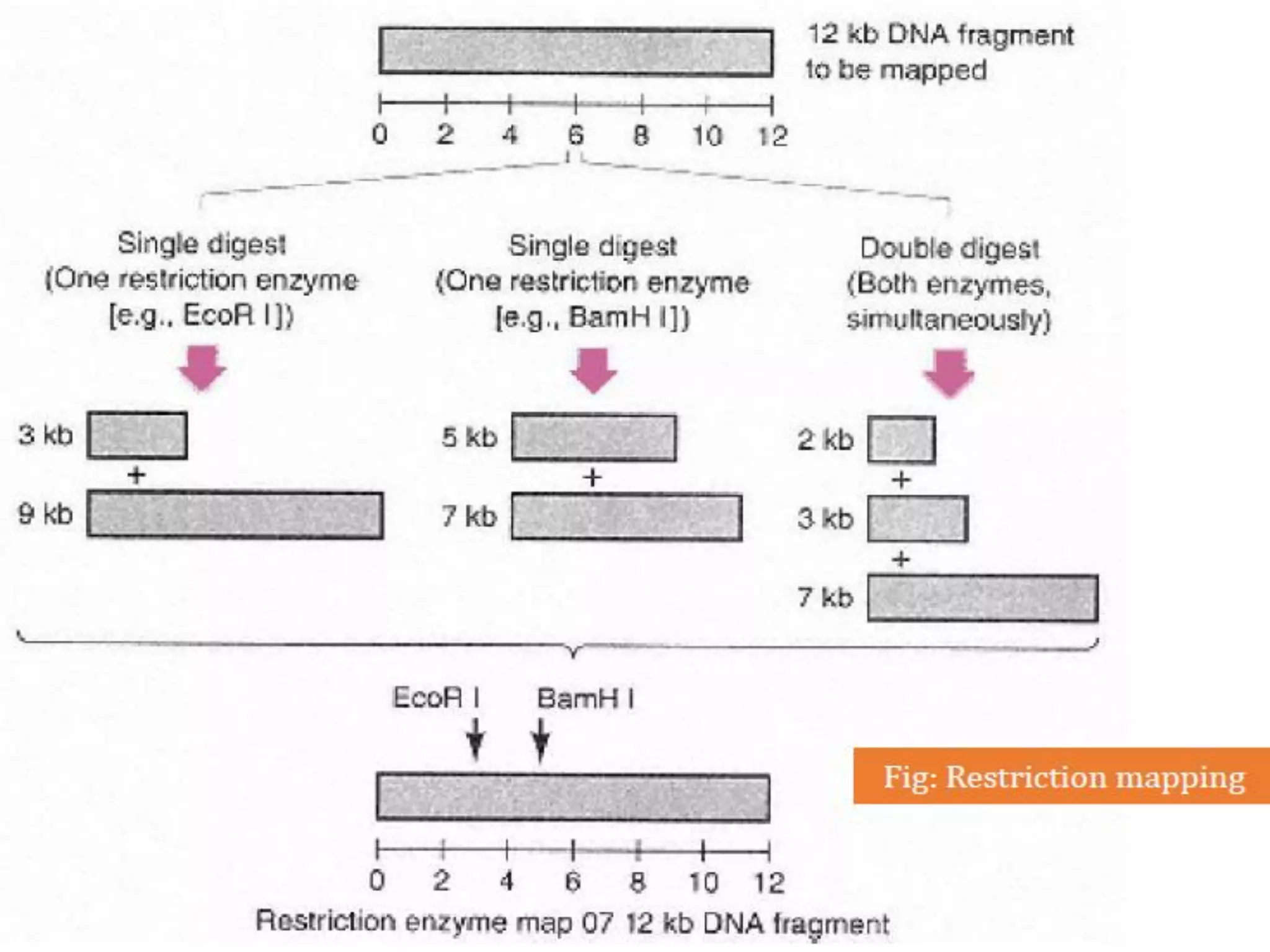 Restriction Mapping | PDF