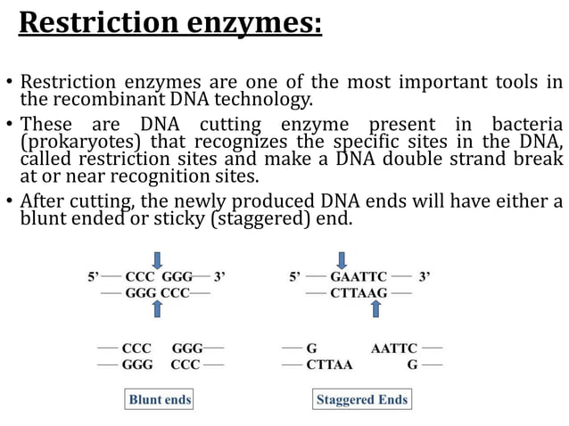 Restriction Mapping | PDF