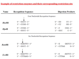 Restriction Mapping | PDF