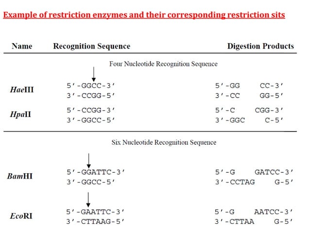 Restriction Mapping | PDF