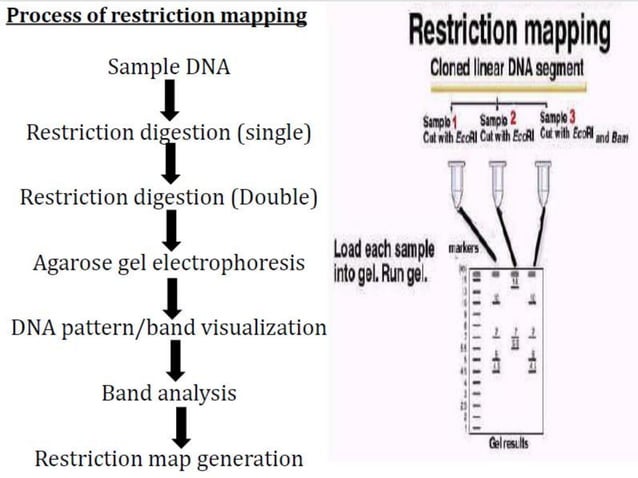 Restriction Mapping | PDF
