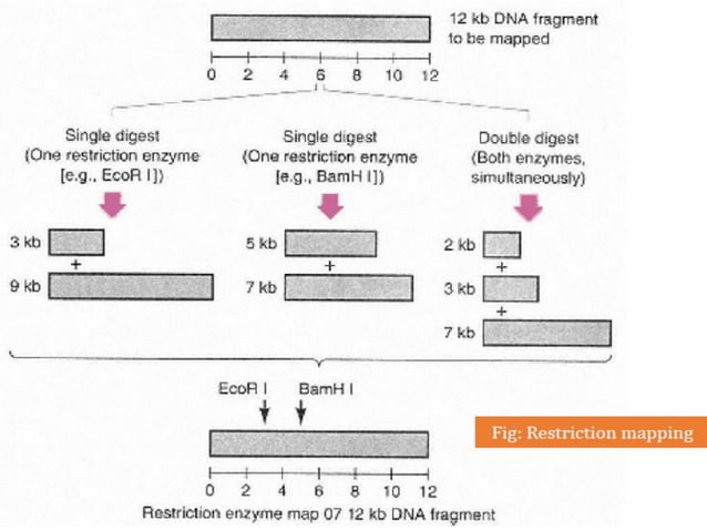 Restriction Mapping | PDF