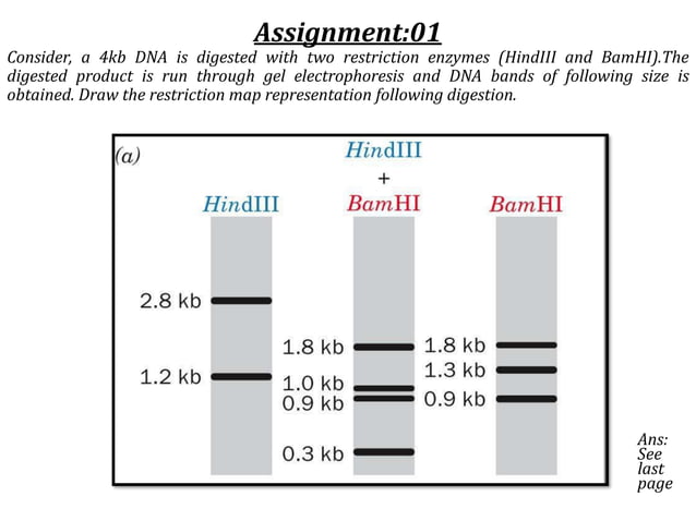 Restriction Mapping | PDF