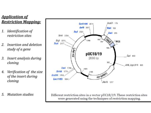 Restriction Mapping Ppt