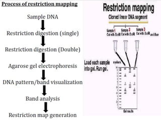 Restriction Mapping | PPT
