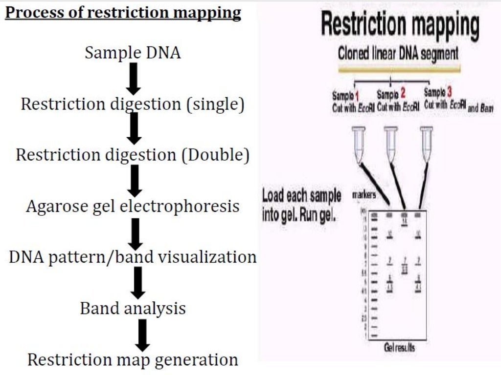 Restriction Mapping