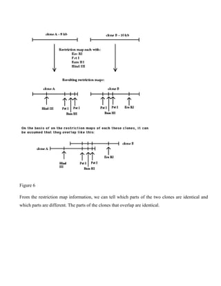 Restriction mapping of bacterial dna | PDF
