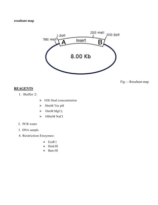 Restriction mapping of bacterial dna | PDF